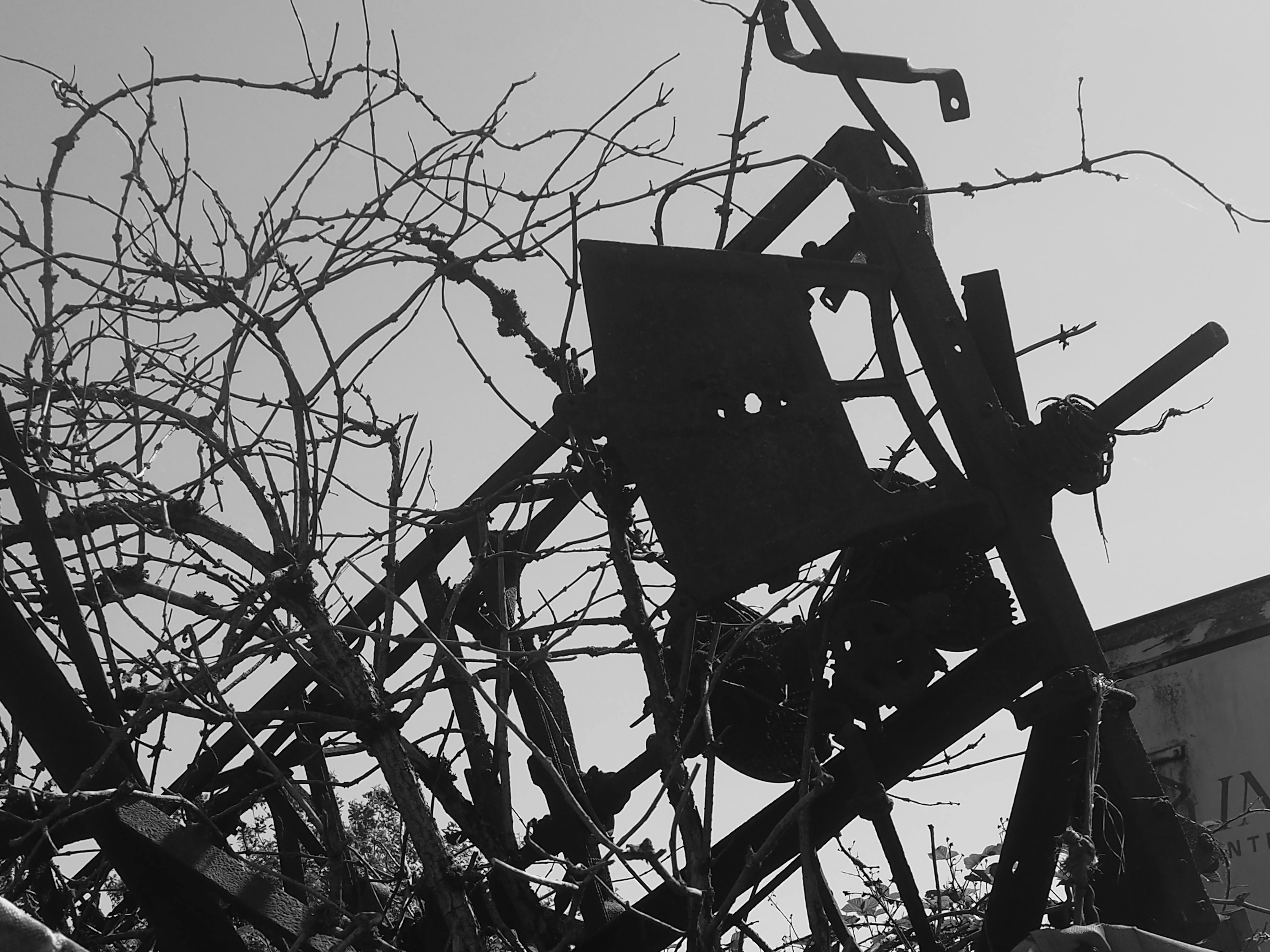 Rush Green – Walsworthblog